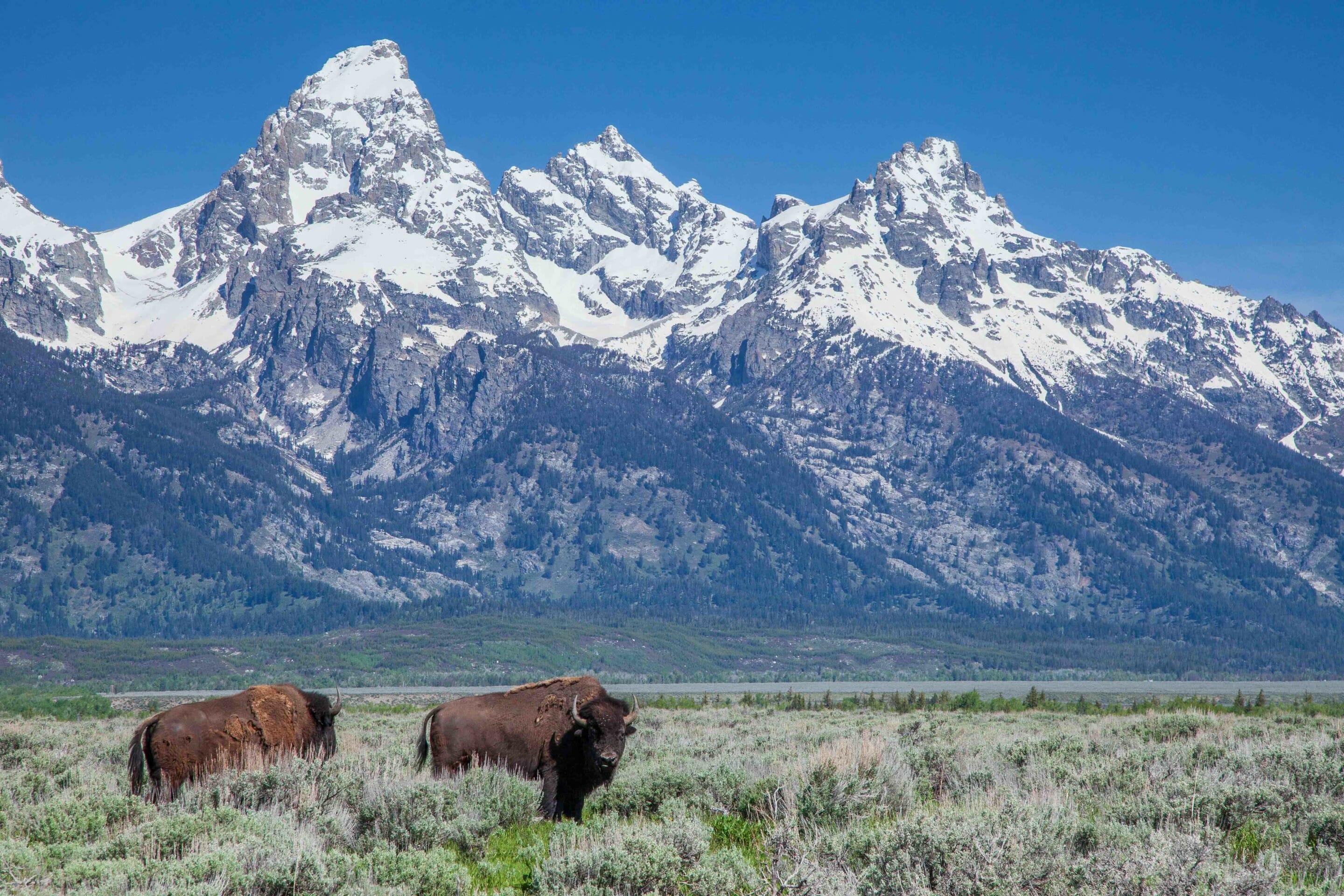 Wildlife Safety and Etiquette | Jackson Hole Wildlife Safaris