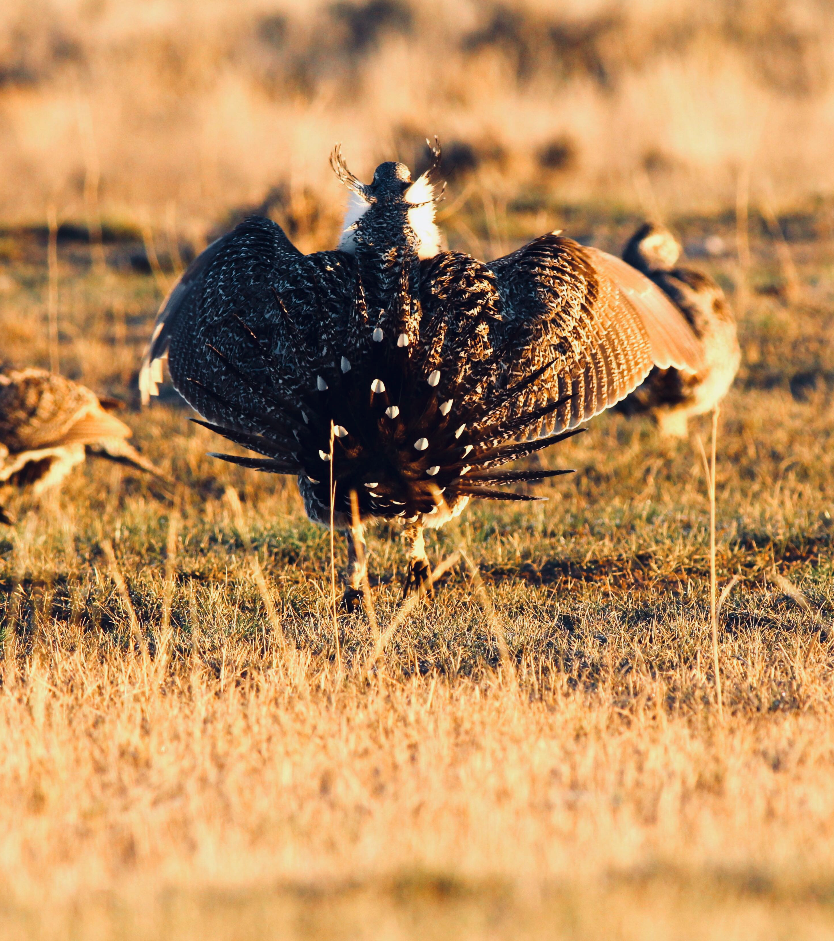 Greater Sage-Grouse | Jackson Hole Wildlife Safaris