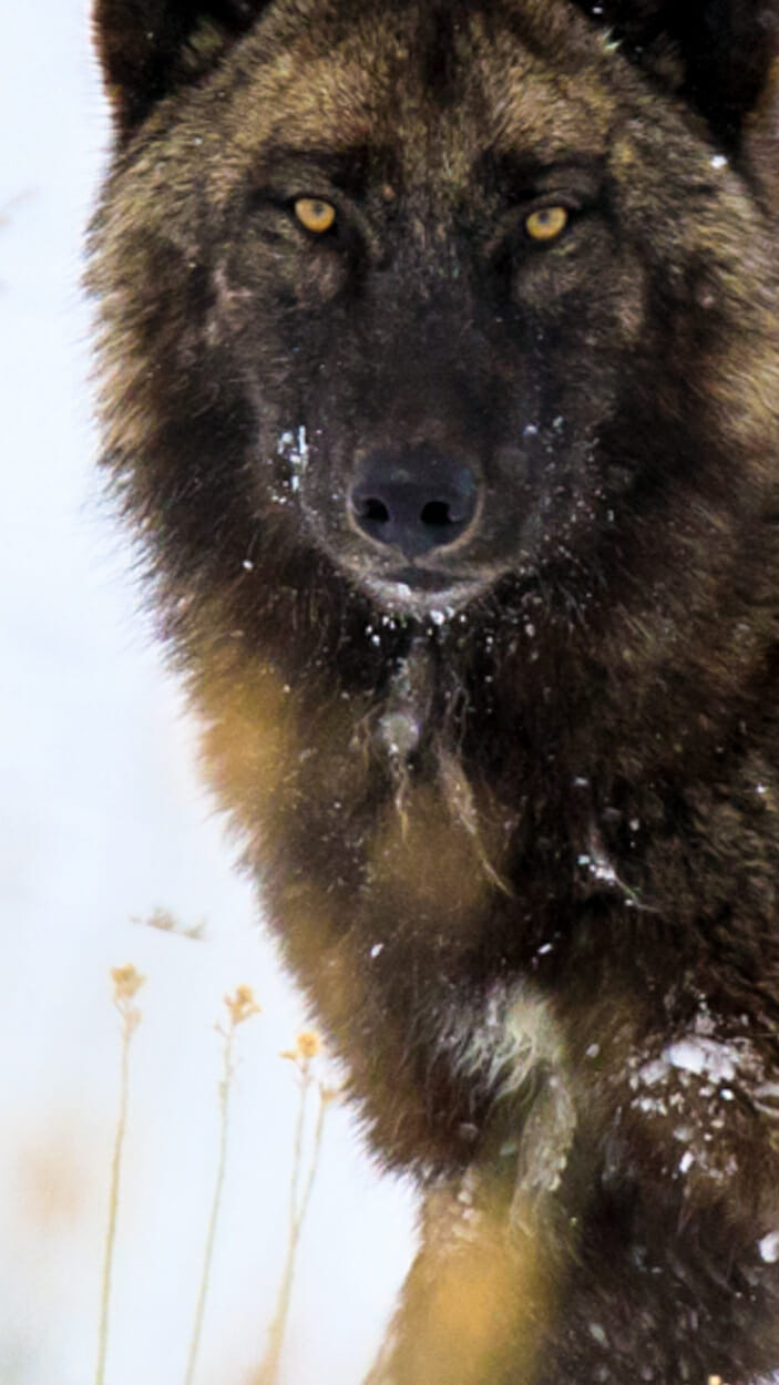 Wolves and Toxoplasmosis | How a Wolf Becomes The Pack Leader