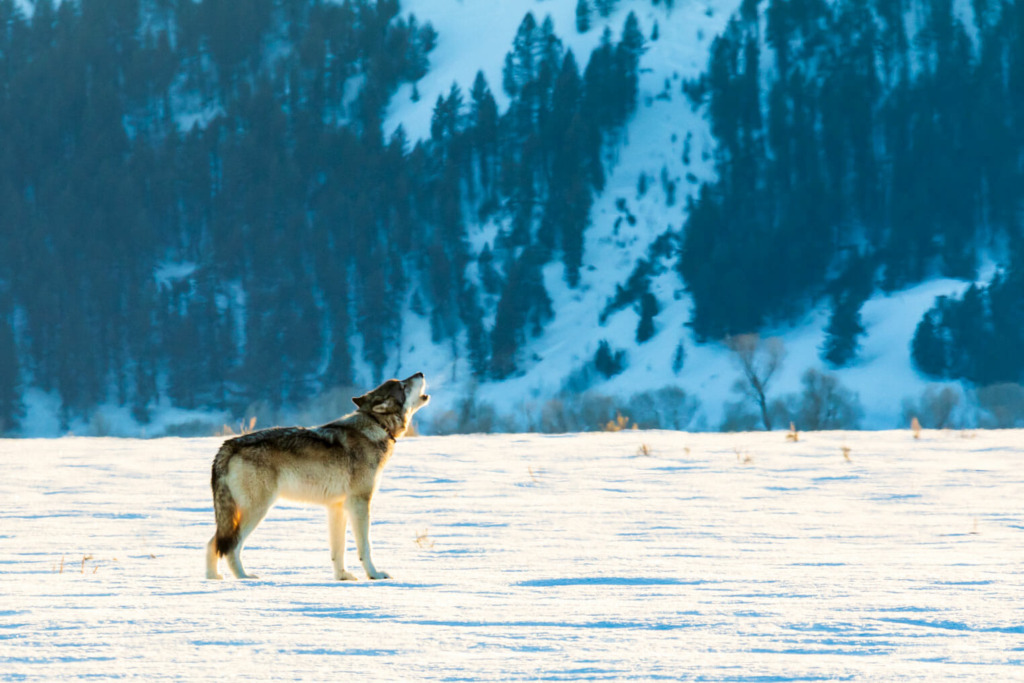 Winter Wolves & Wildlife Safari | Yellowstone Nat'l Park | Jackson Hole ...