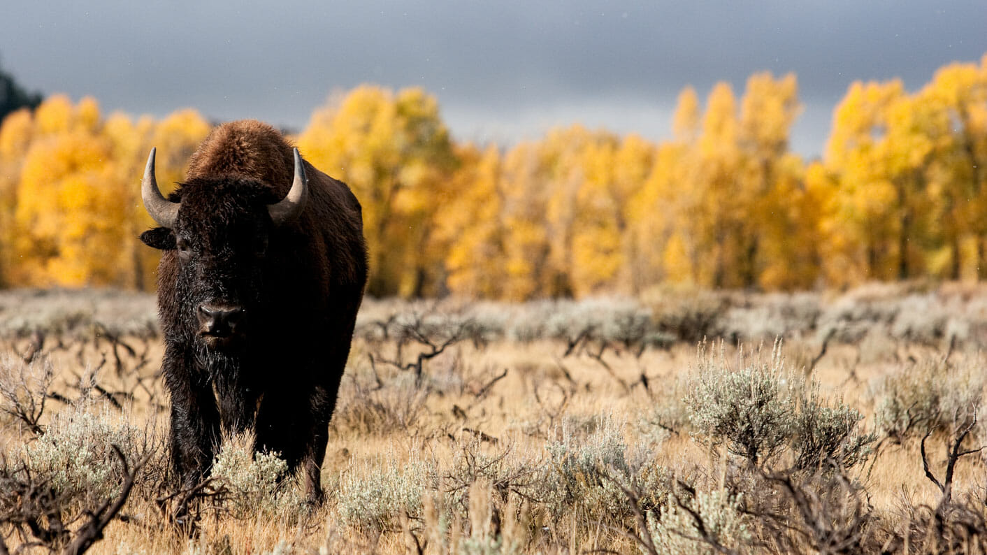 Awards & Press - Jackson Hole Wildlife Safaris