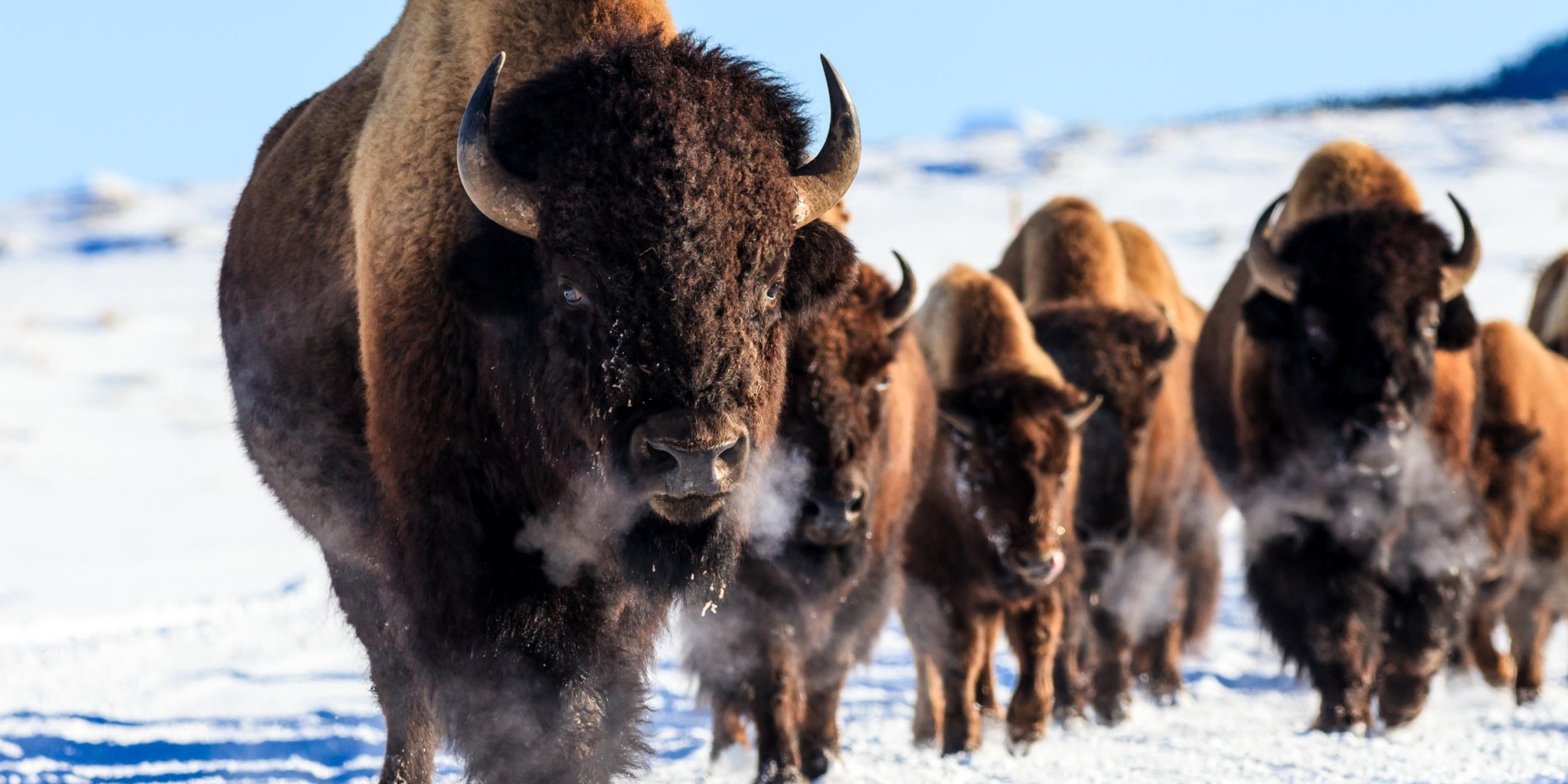 Yellowstone Wildlife - Jackson Hole Wildlife Safaris