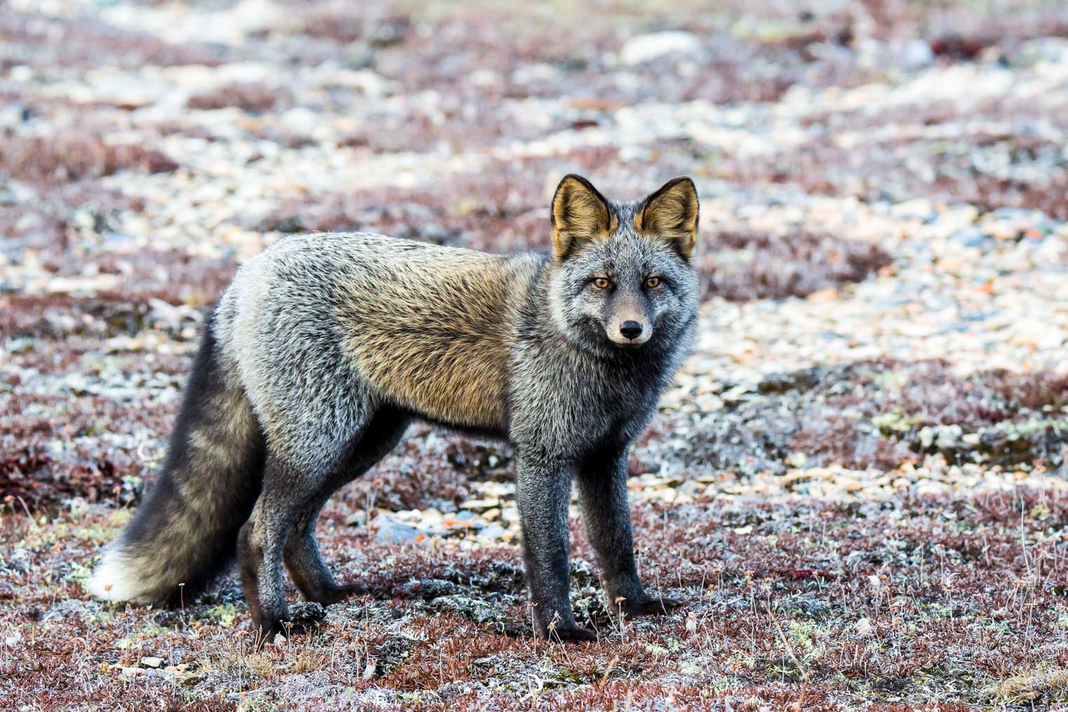 Red Fox - Jackson Hole Wildlife Safaris