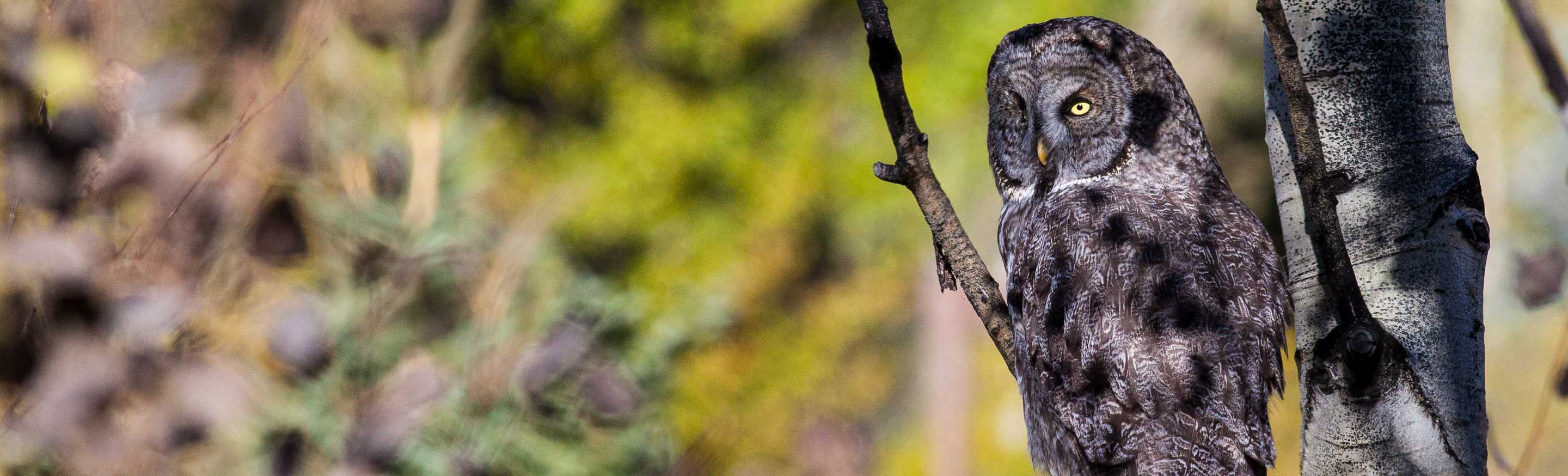 National Parks Wildlife Safaris & Yellowstone Photography Tours