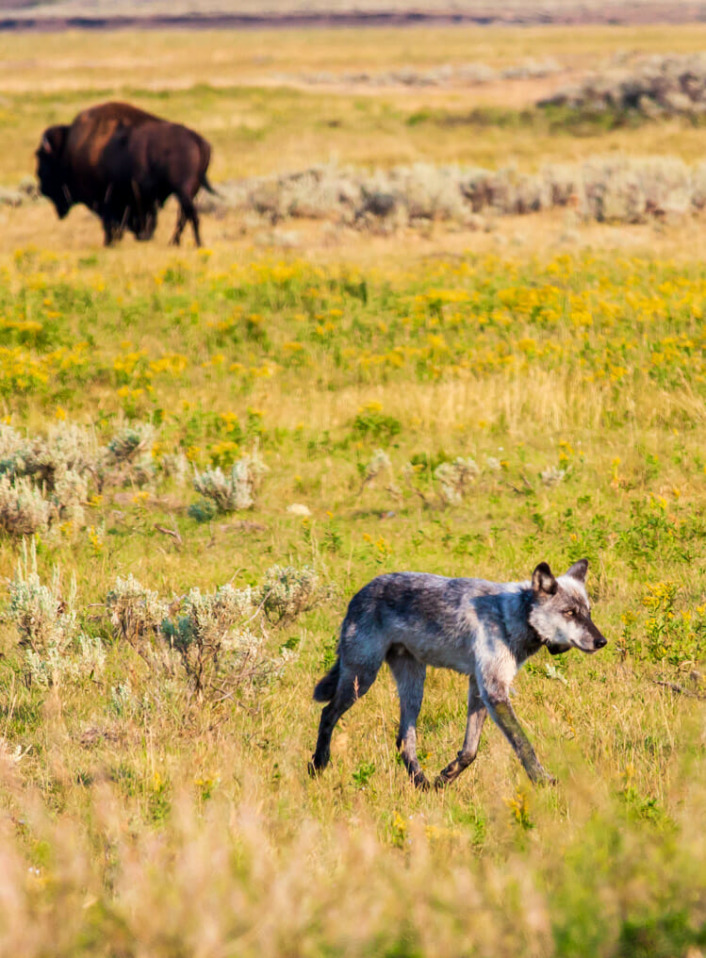 Bear & Wolf Safari |Grand Teton & Yellowstone Wildlife Tours