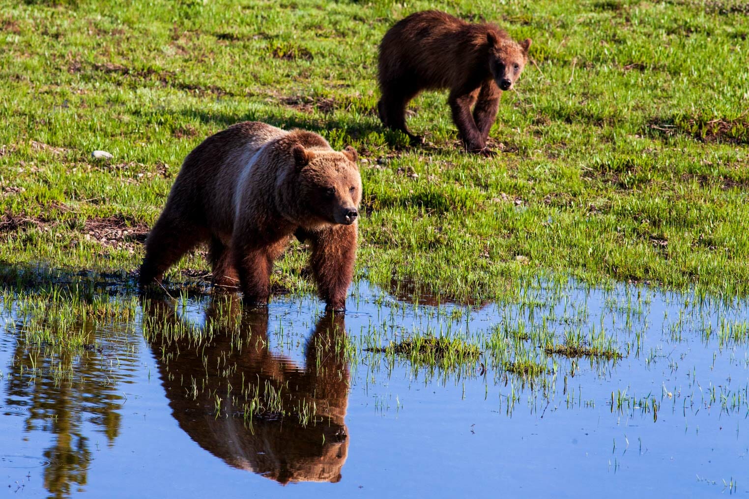 Bear & Wolf Safari |Grand Teton & Yellowstone Wildlife Tours