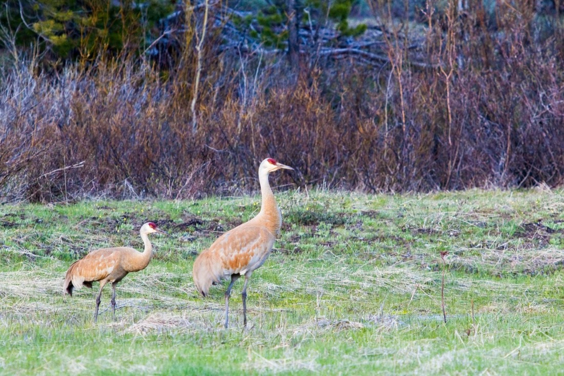 Bear & Wolf Safari |Grand Teton & Yellowstone Wildlife Tours
