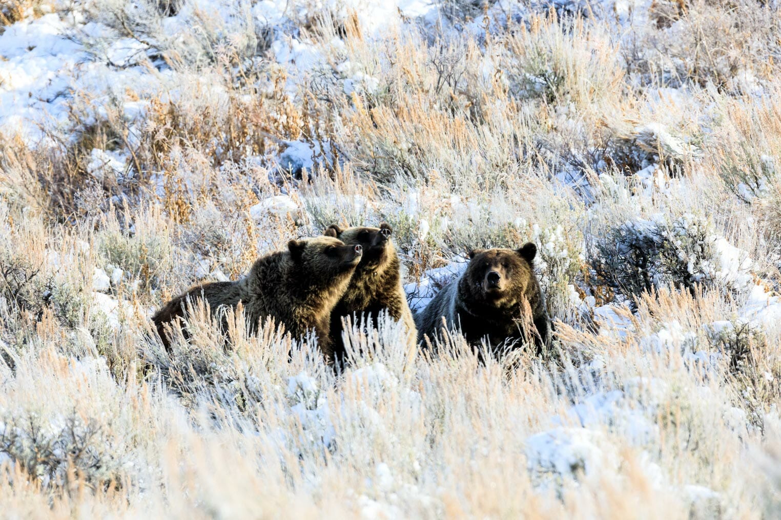 The Challenging Life of a Mother Grizzly Bear - Jackson Hole Wildlife ...