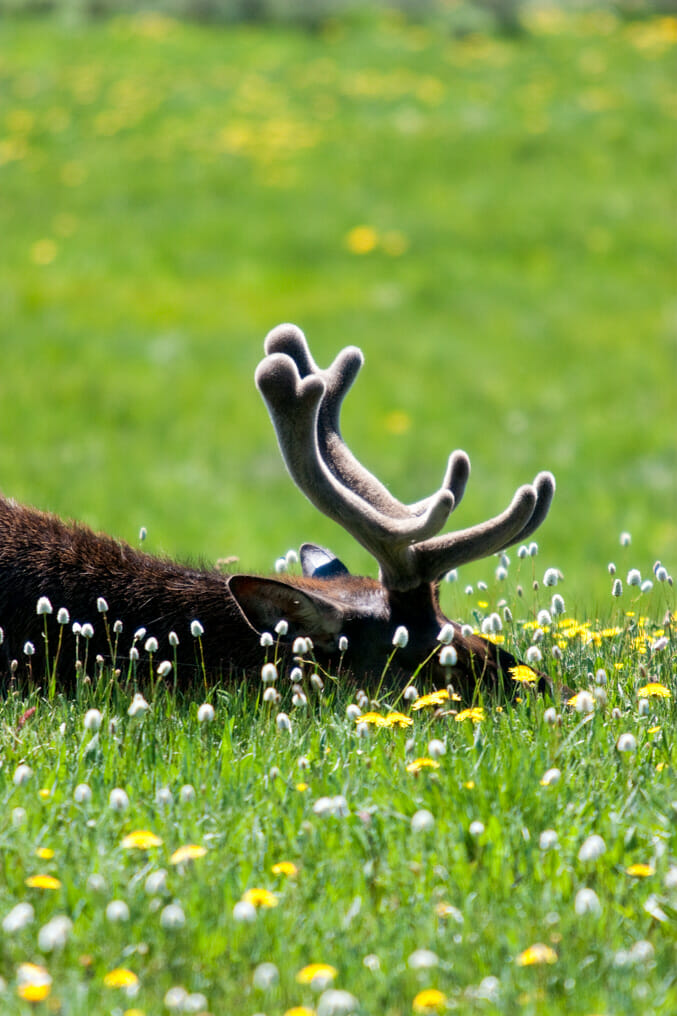 Yellowstone National Park Tour | Guided Yellowstone Tours