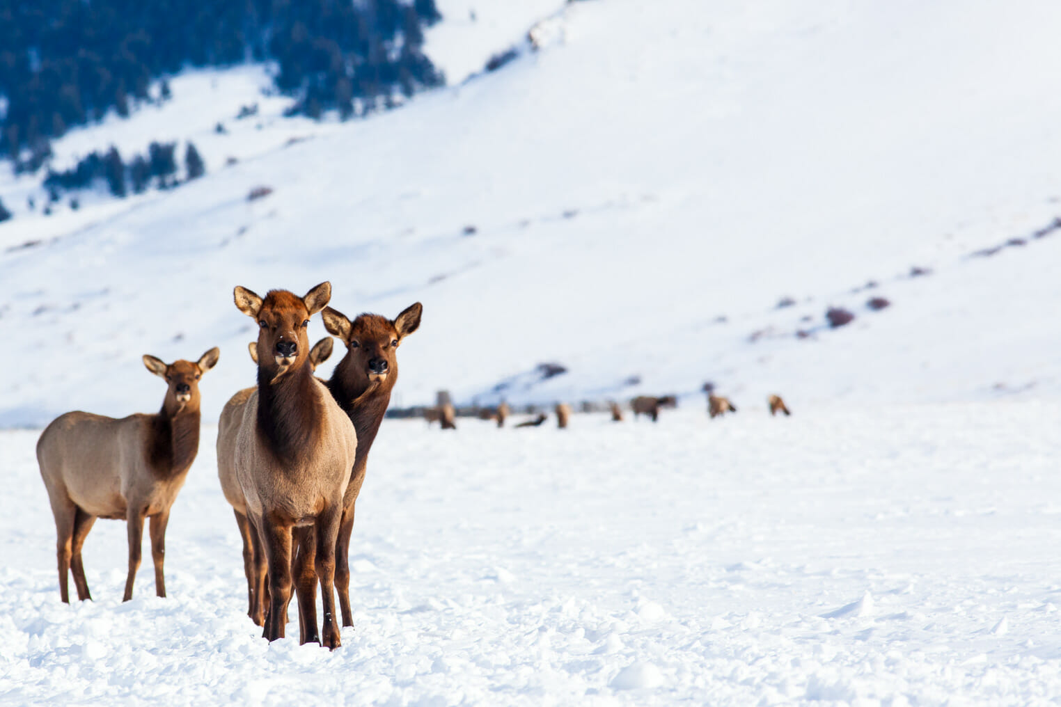 Elk Mating Season | When is the Elk Rut in Yellowstone?