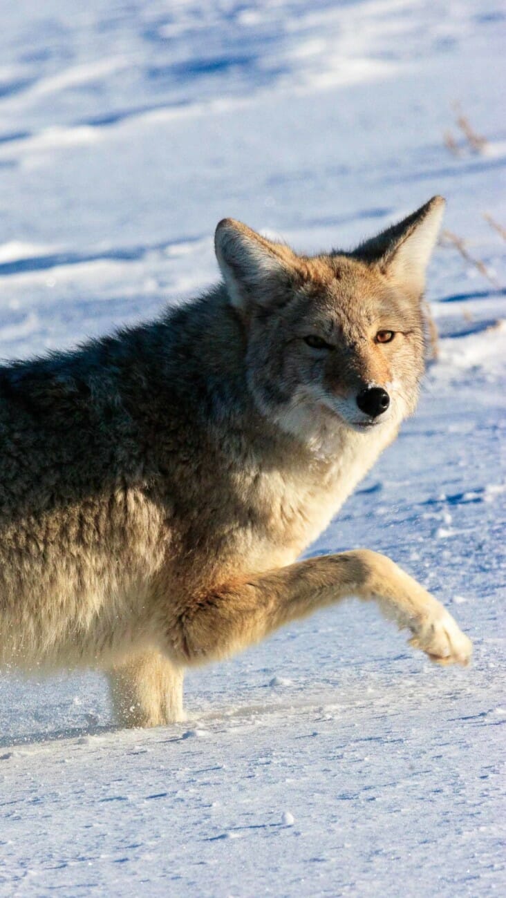 Waking up to Wolves in Jackson Hole! - Jackson Hole Wildlife Safaris