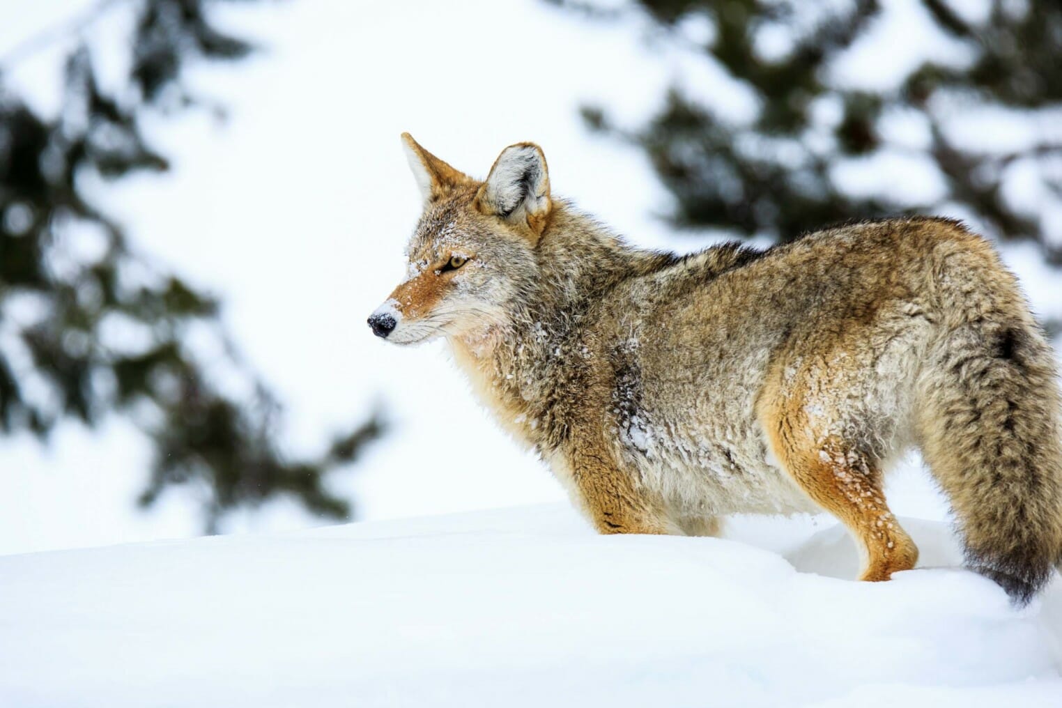 Winter Wildlife Safaris | Jackson Hole Winter Wildlife Tours