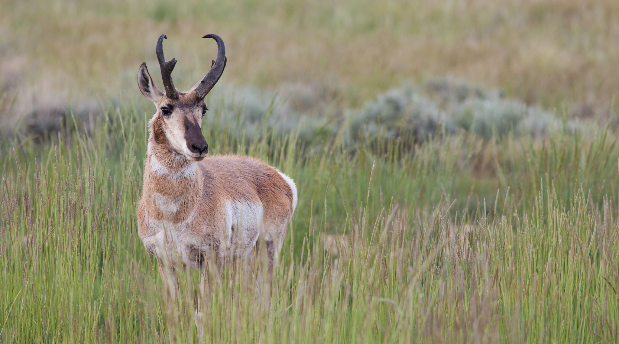 What is the Greater Yellowstone Ecosystem?
