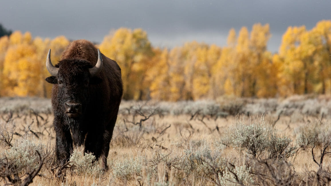 Yellowstone Day Tours - Jackson Hole Wildlife Safaris