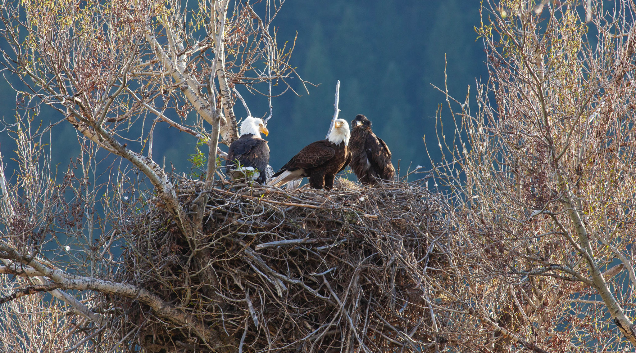 Wildlife Viewing at Hayden Valley in Yellowstone National Park