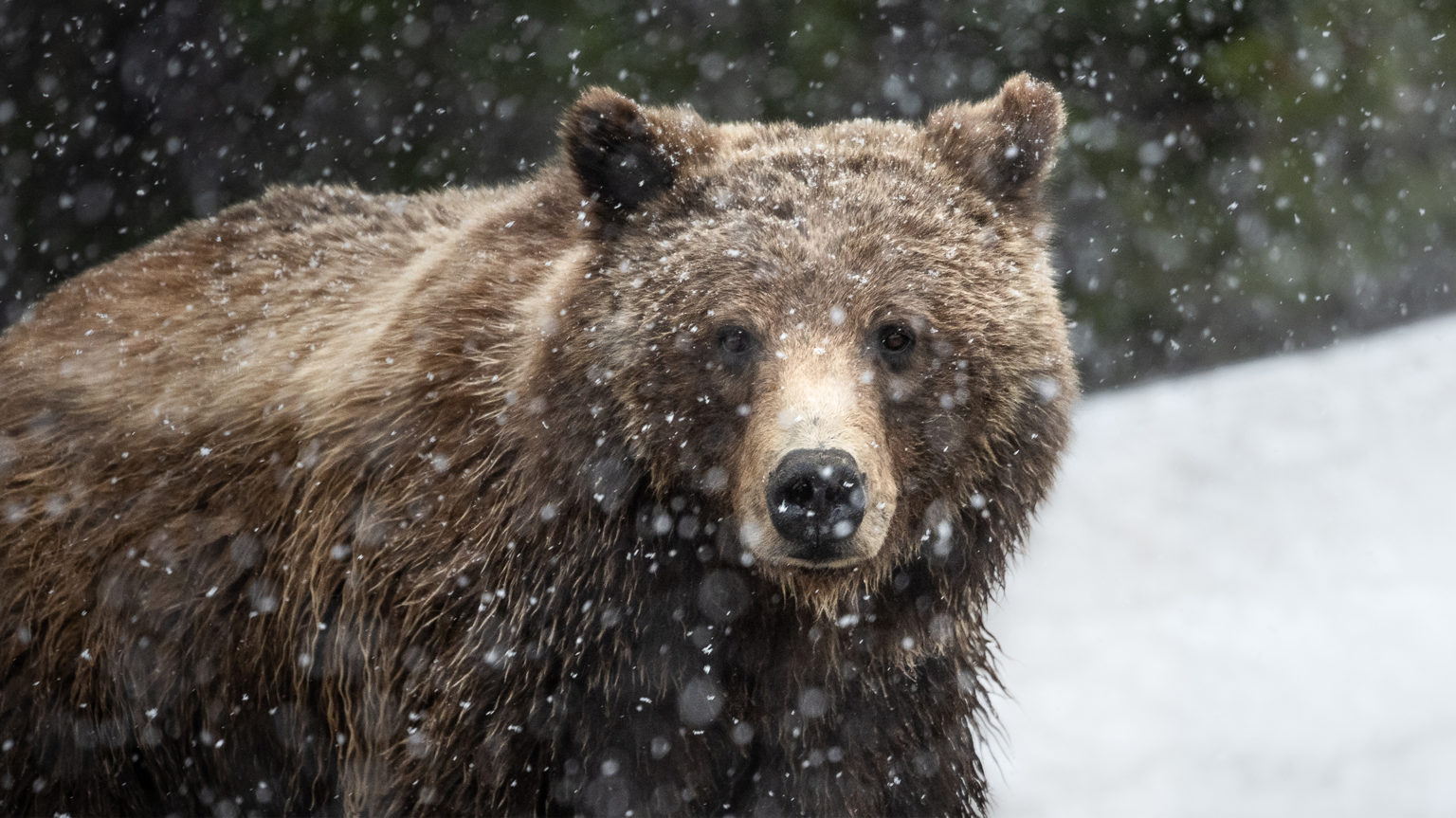 Grand Teton National Park Wildlife: Top Species & Where to Find Them