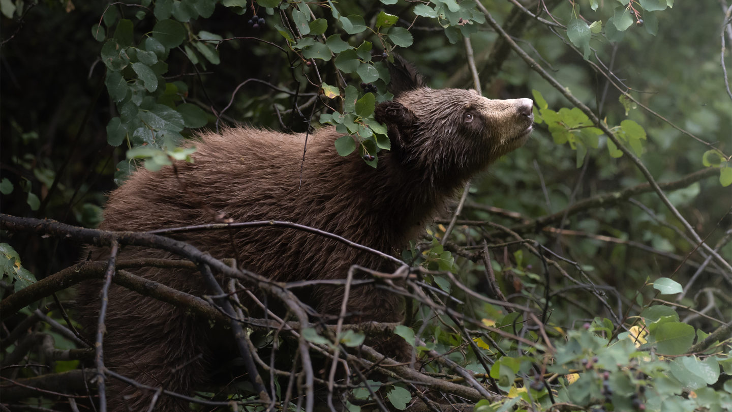 Why Do Bears Hibernate? - Jackson Hole Wildlife Safaris