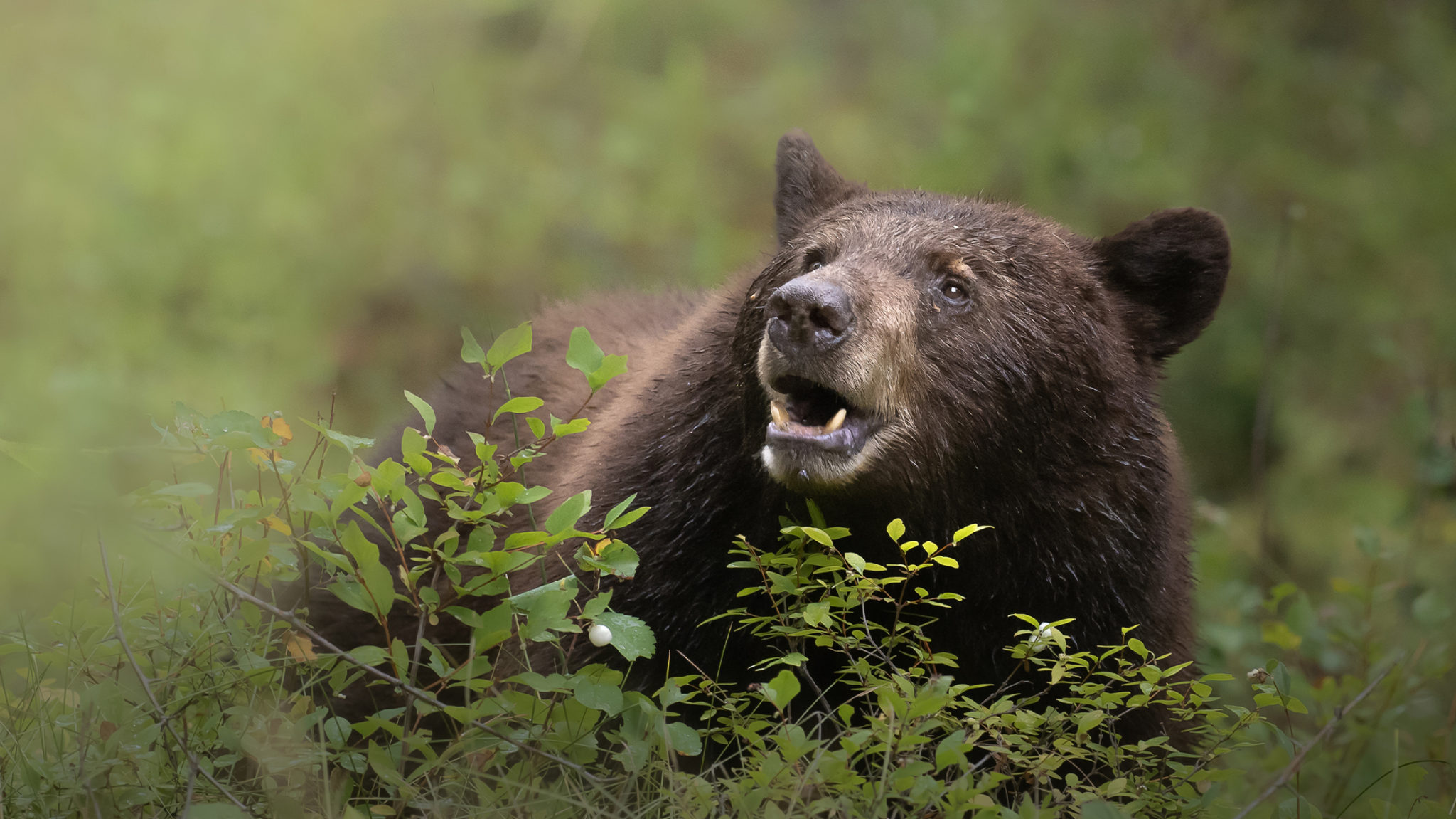 Grand Teton National Park Wildlife: Top Species & Where to Find Them