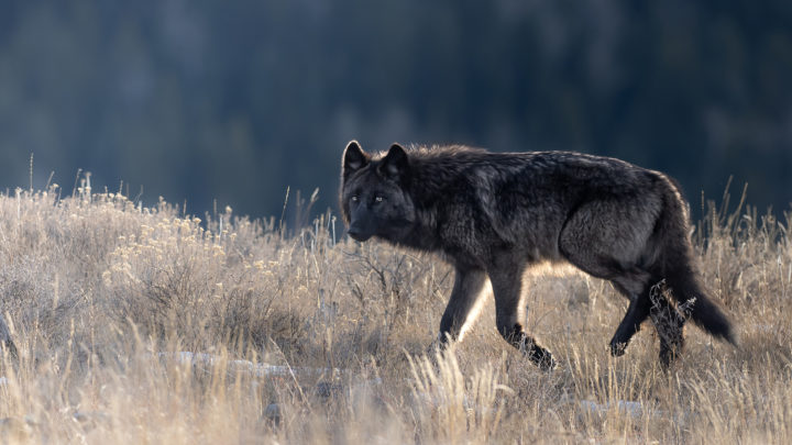 What Time of Year is Best to See Wolves in Yellowstone?