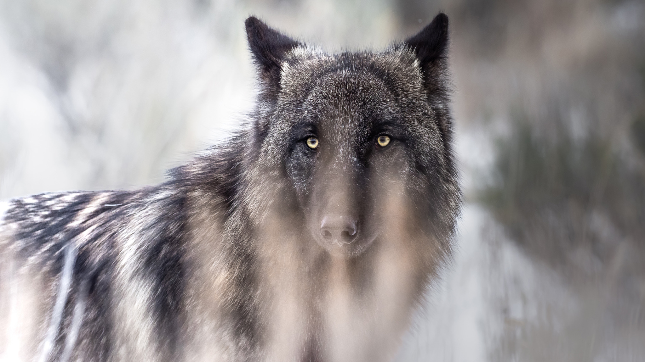What Time of Year is Best to See Wolves in Yellowstone?