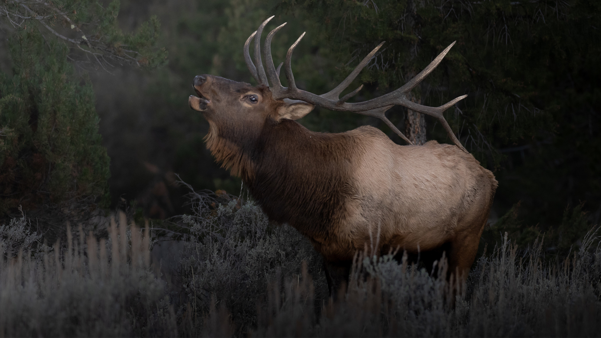 Elk Rut: Mating Season in the Greater Yellowstone Ecosystem - Jackson ...