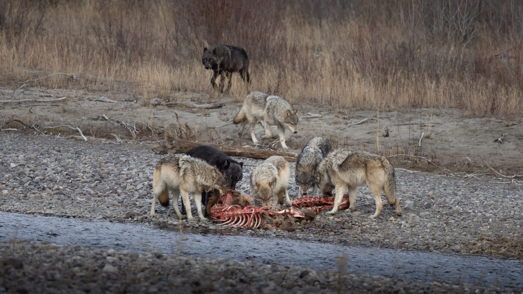 Wolves of Yellowstone - Jackson Hole Wildlife Safaris