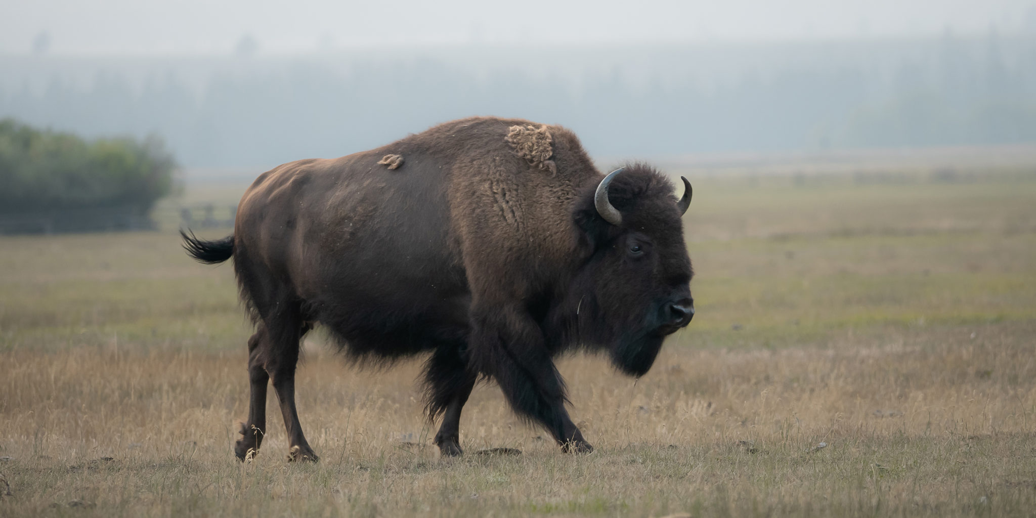 Grand Teton National Park Wildlife: Top Species & Where to Find Them