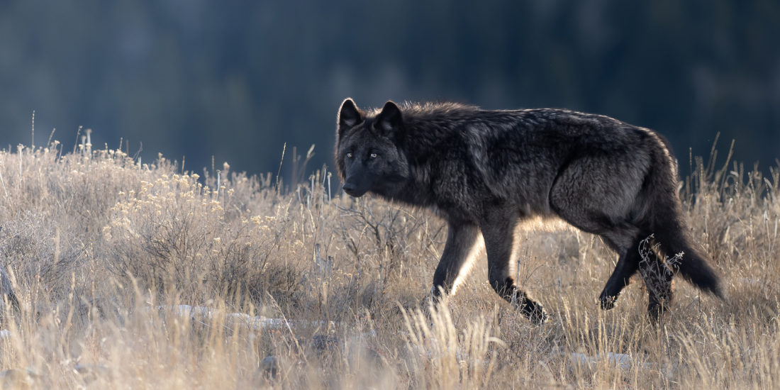 What is the Difference Between a Public Safari and a Private Safari ...