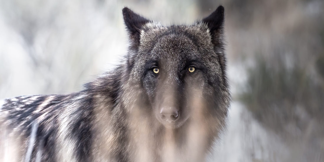 Wildlife: Wolf - Jackson Hole Wildlife Safaris