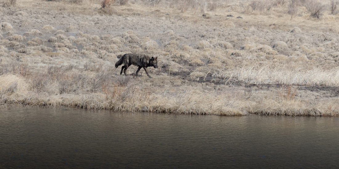 What Time of Year is Best to See Wolves in Yellowstone?