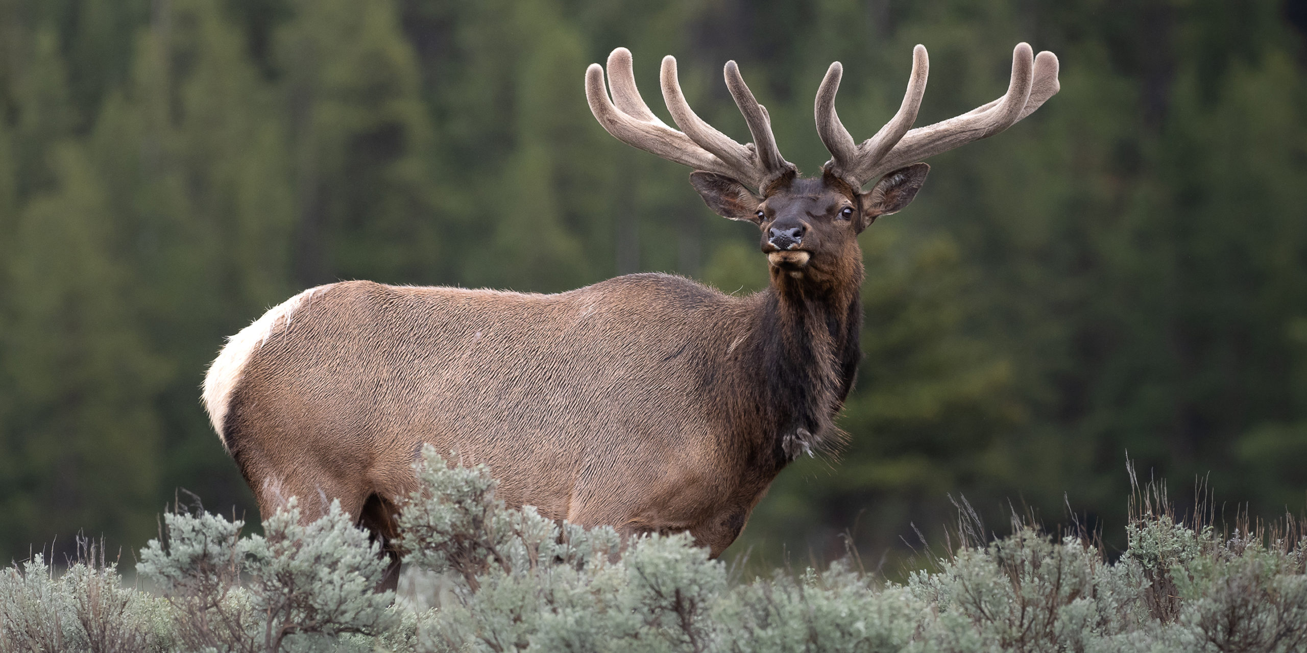 Elk Rutting Season - Jackson Hole Wildlife Safaris