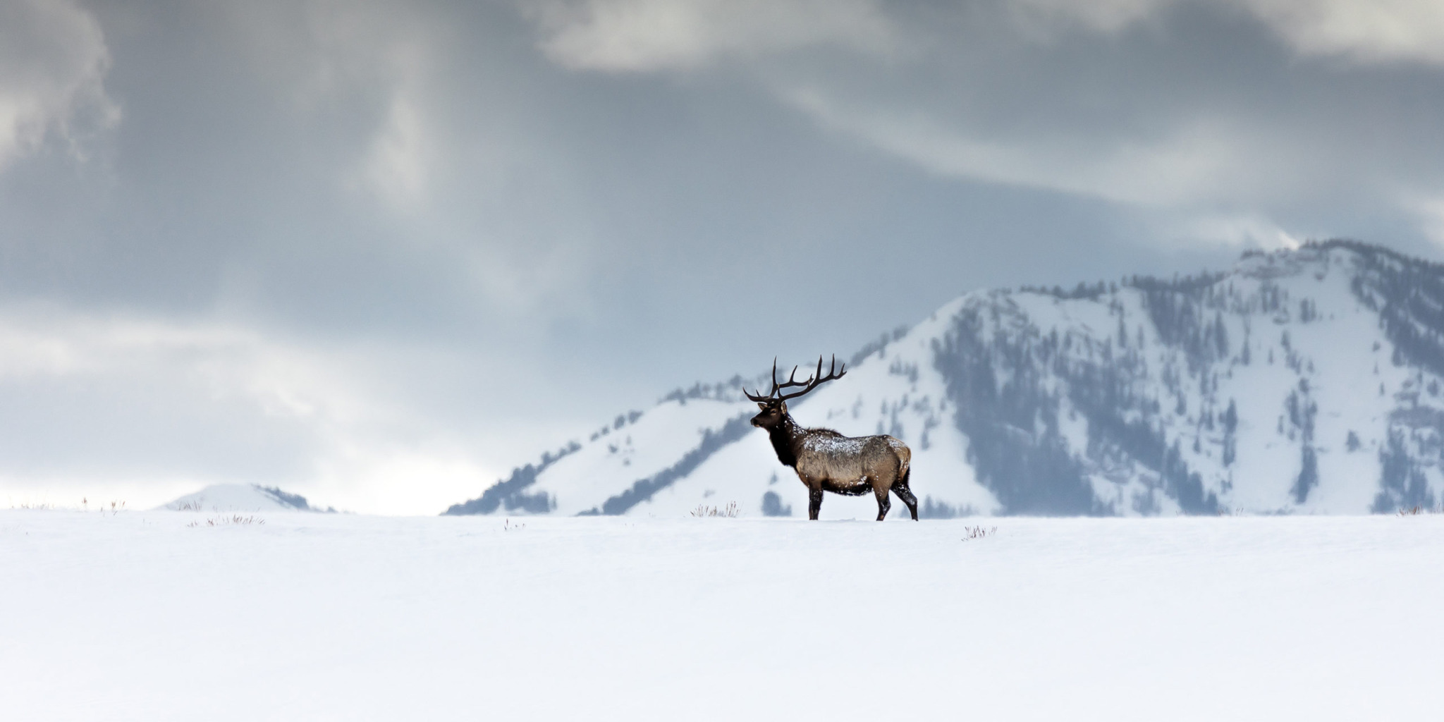 Jackson Hole Excursions: Wildlife, Scenic Adventures & Custom Tours ...