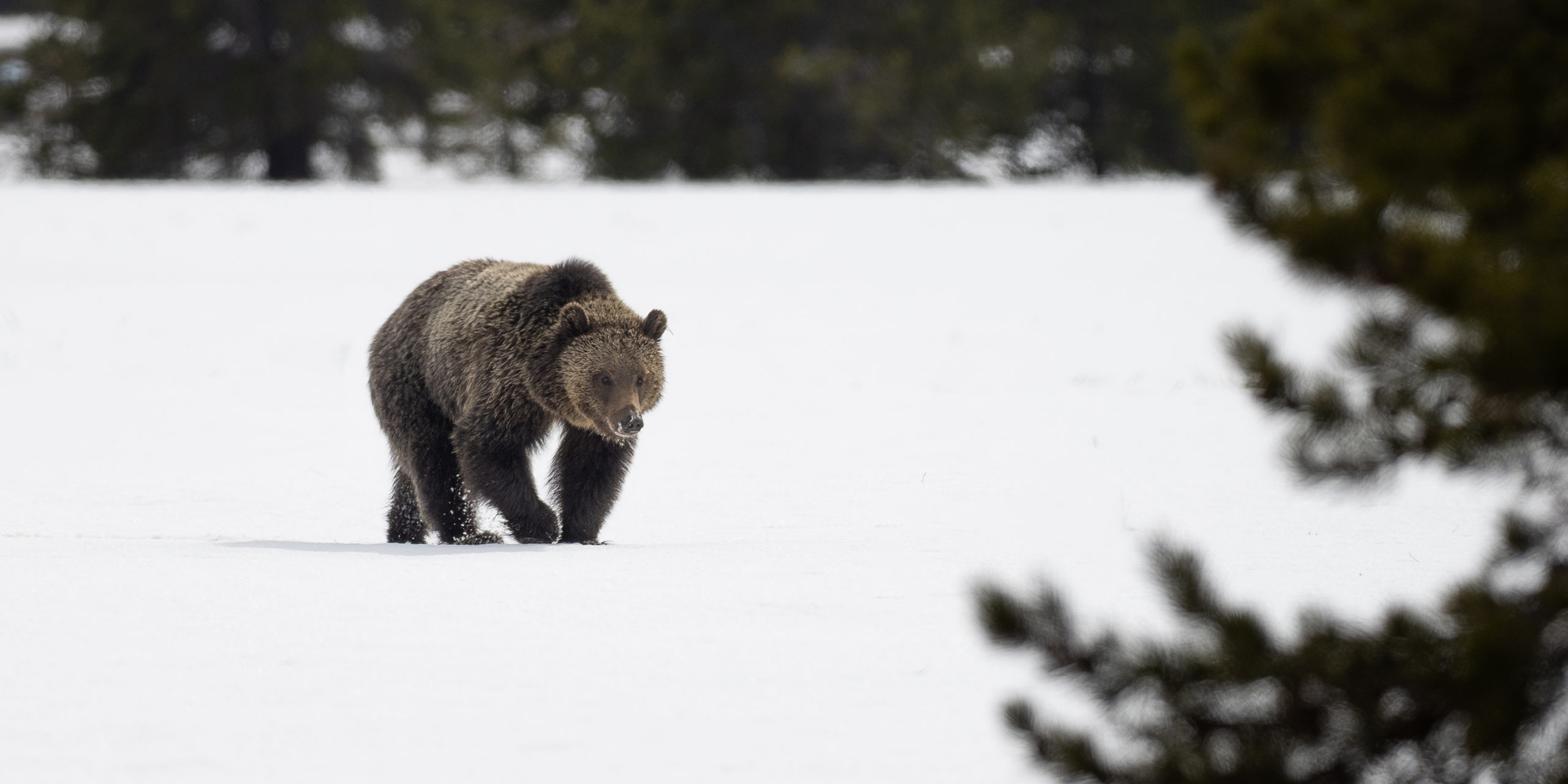 Why Do Bears Hibernate? - Jackson Hole Wildlife Safaris
