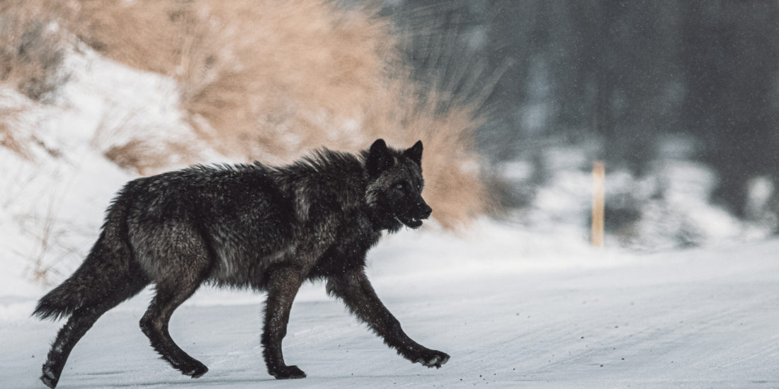 Wildlife: Wolf - Jackson Hole Wildlife Safaris