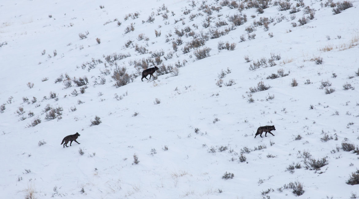 Yellowstone Wolf Tours in the Winter - Jackson Hole Wildlife Safaris
