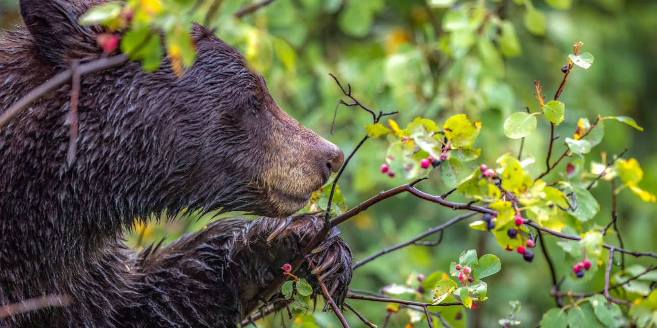 5 Things to Do in Jackson Hole This Summer - Jackson Hole Wildlife Safaris