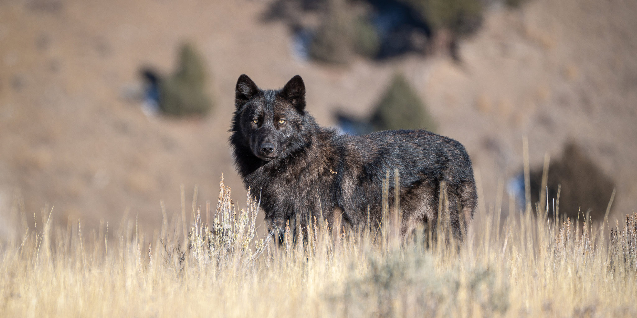 Spotlight on Hayden Valley, Yellowstone National Park - Jackson Hole ...