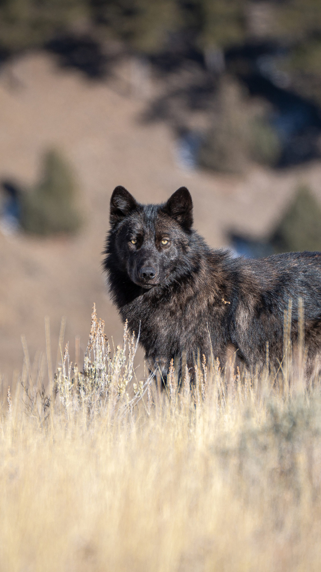 Wolf - Jackson Hole Wildlife Safaris
