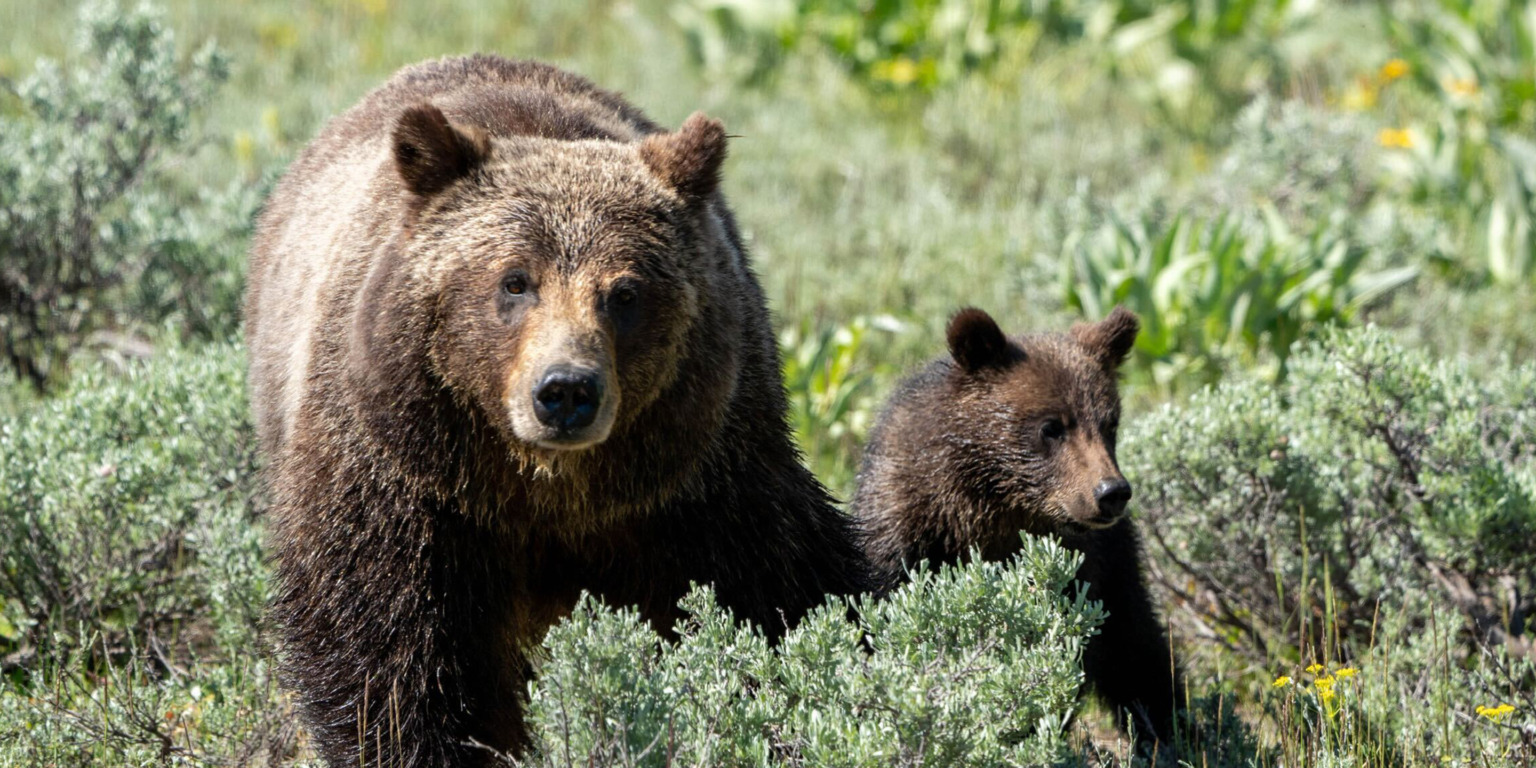 Grand Teton National Park Wildlife: Top Species & Where to Find Them