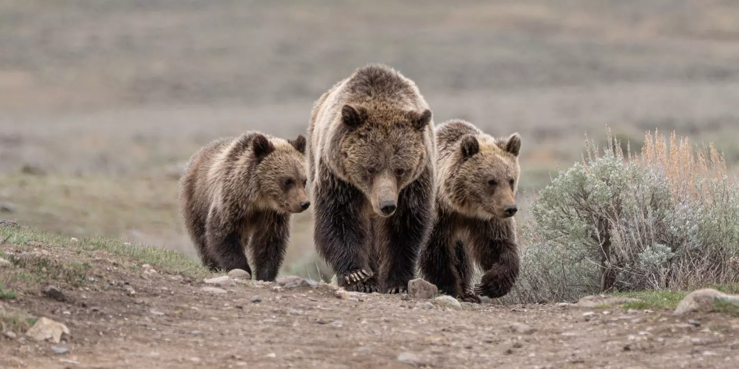 Grizzly Cubs Grizzly Bear Nature Conservancy Of Canada