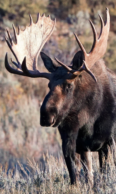 Moose - Jackson Hole Wildlife Safaris