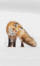 Red Fox - Jackson Hole Wildlife Safaris
