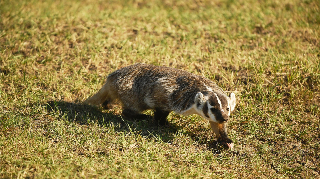 Wildlife: Badger - Jackson Hole Wildlife Safaris