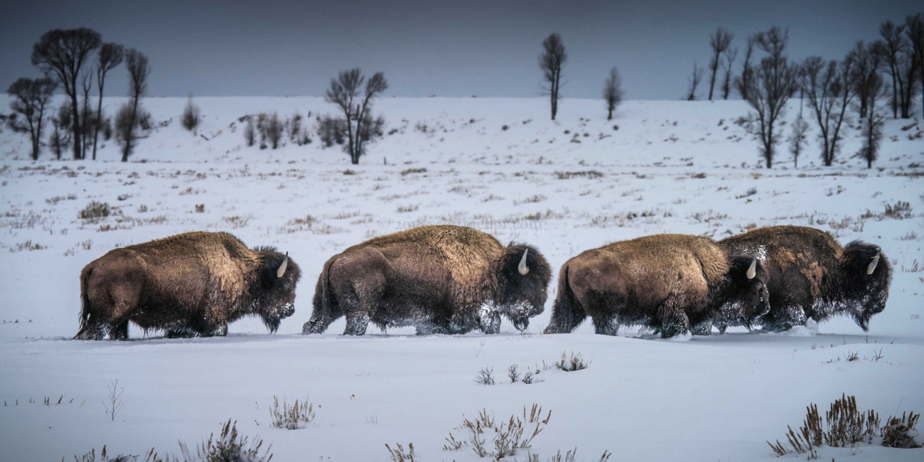 Winter Warriors: Bison - Jackson Hole Wildlife Safaris
