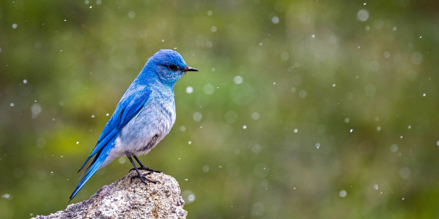 11 Things to Do in Jackson Hole in April - Jackson Hole Wildlife Safaris