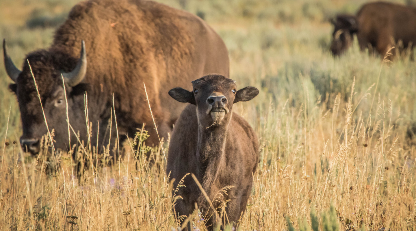 Best Time to Visit Jackson Hole: A Month by Month Guide