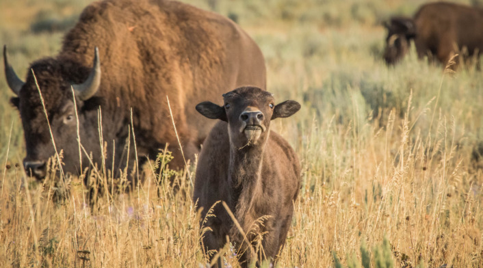 Best Time to Visit Jackson Hole: A Month by Month Guide