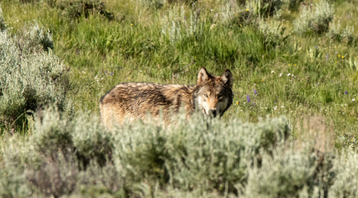 Yellowstone Wildlife - Jackson Hole Wildlife Safaris