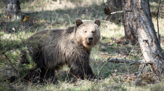 Wildlife Expeditions in Jackson Hole: A Complete Guide - Jackson Hole ...
