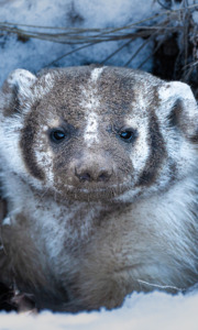 Badger - Jackson Hole Wildlife Safaris